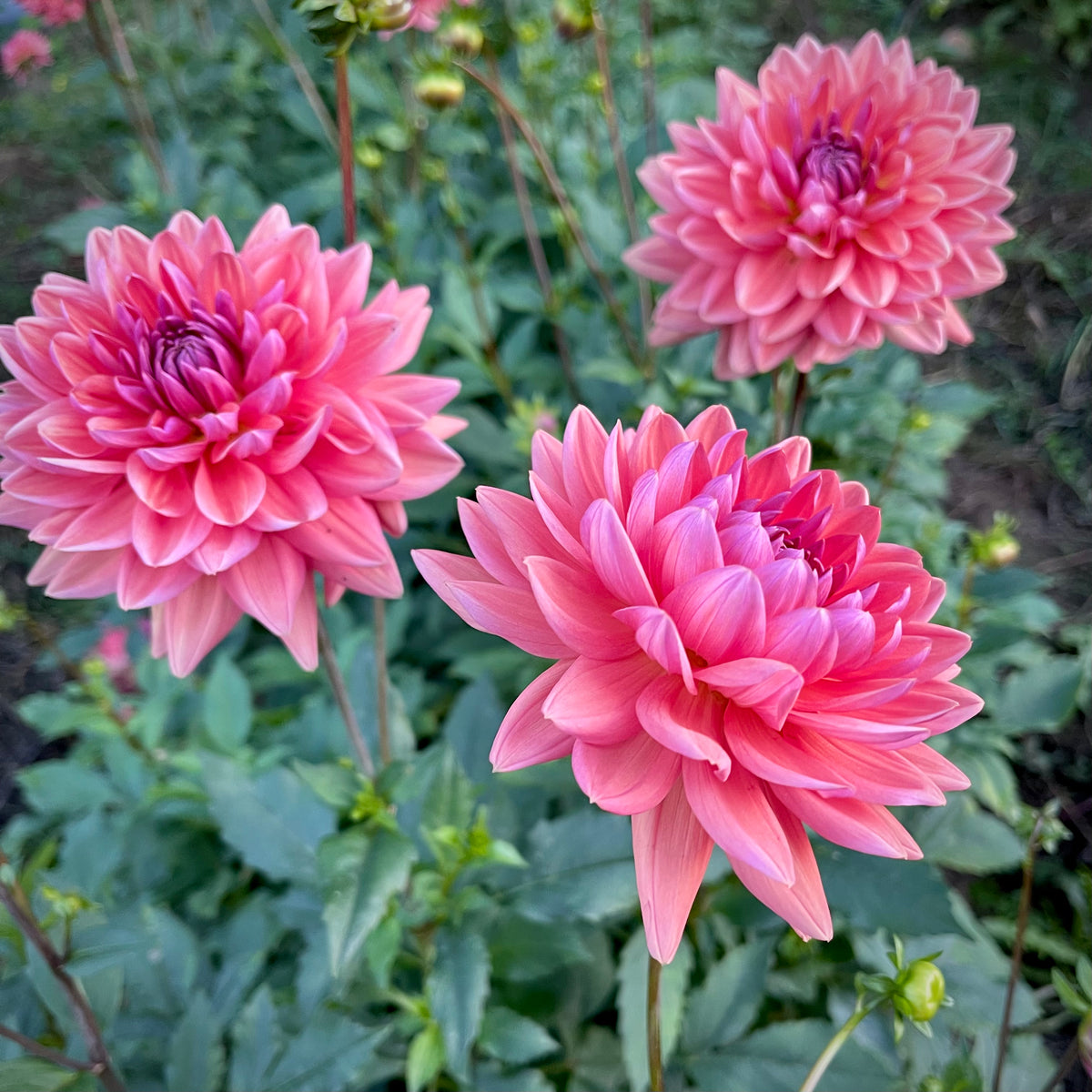 Dutch Pearl Dahlia