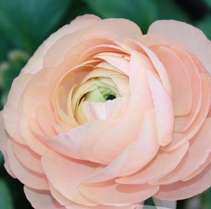 Ranunculus – Lily's Garden Store