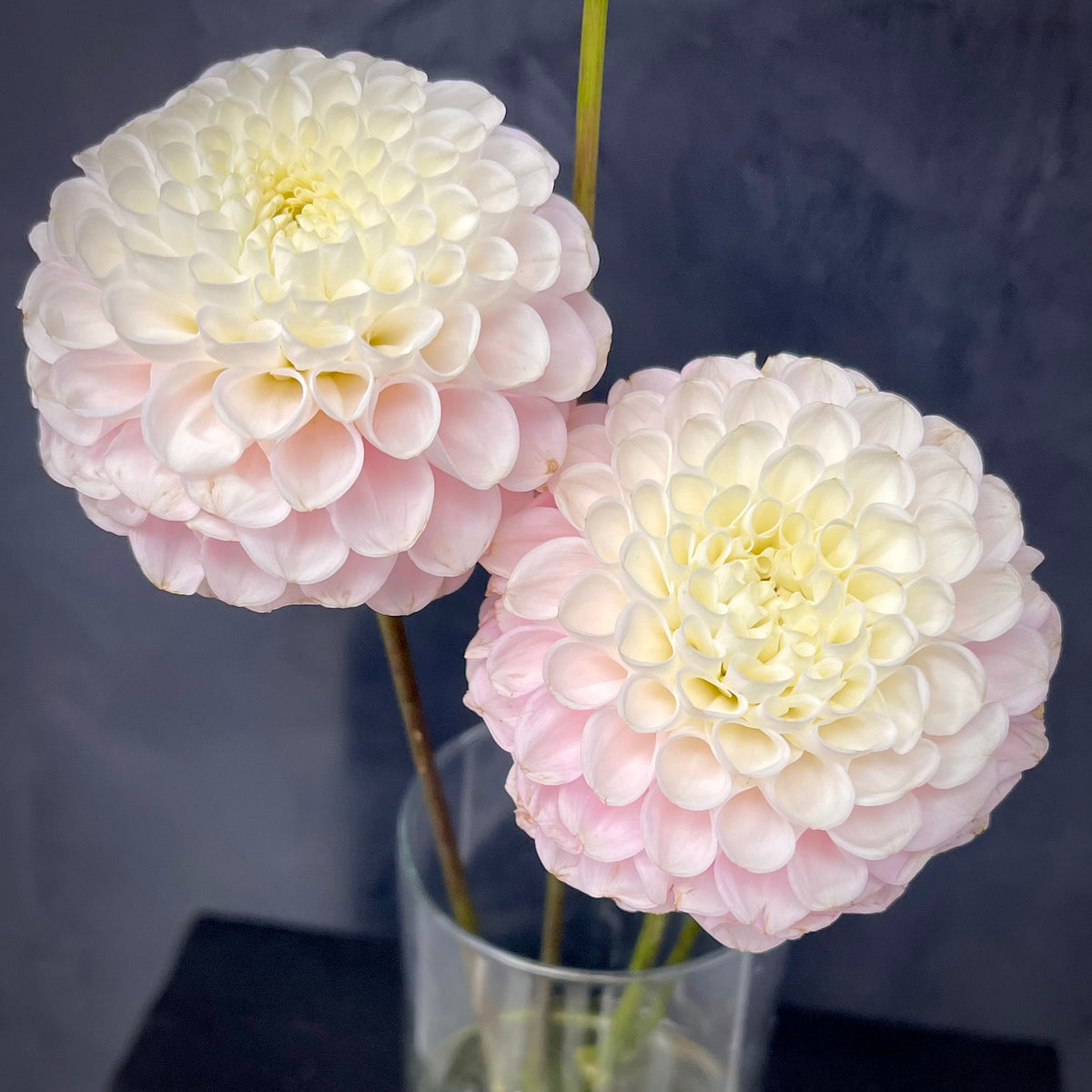 Dahlia 'White Wizard' - Ball (1 farm tuber) – Lily's Garden Store