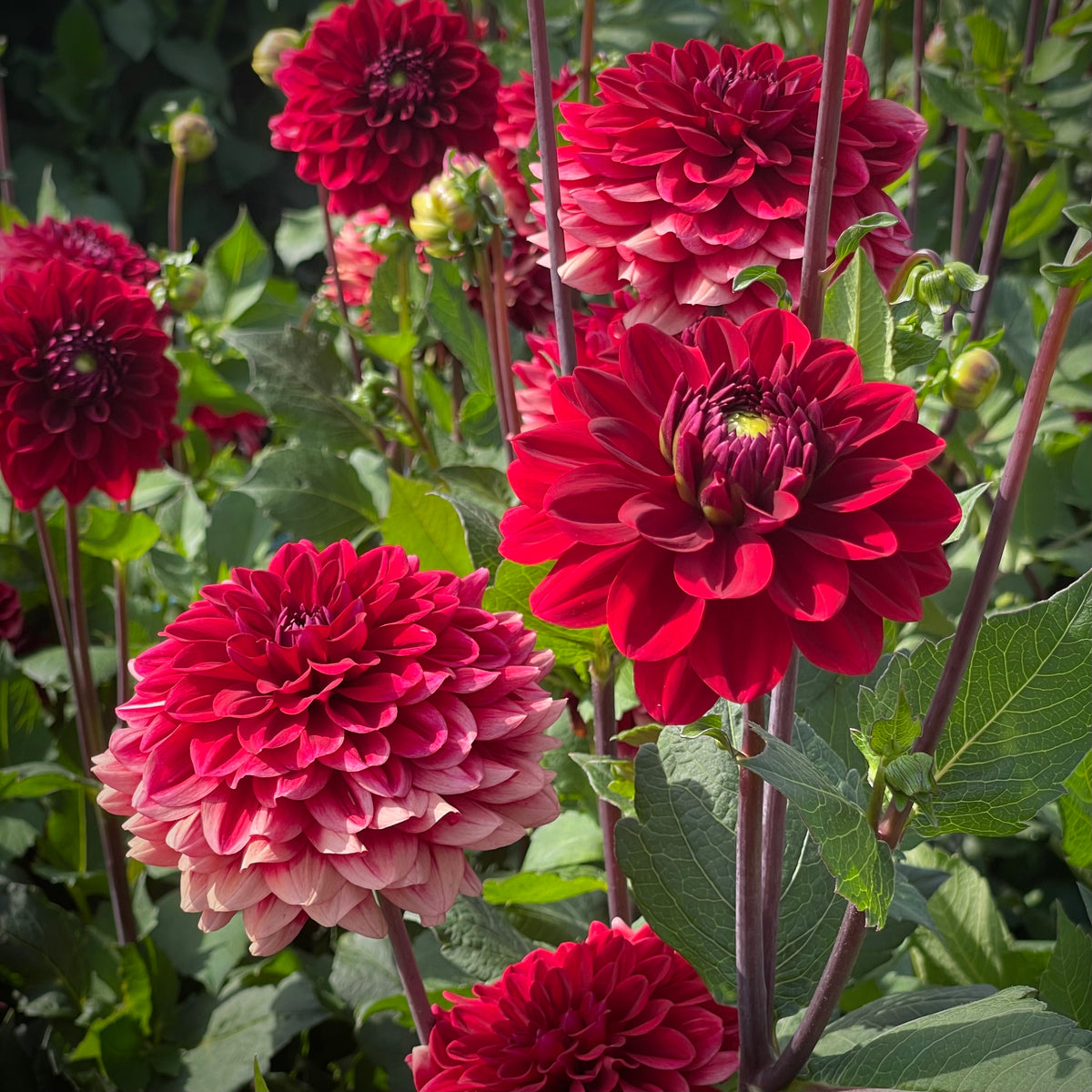 Dahlia 'Red Runner' - Formal Decorative (1 farm tuber) – Lily's Garden ...