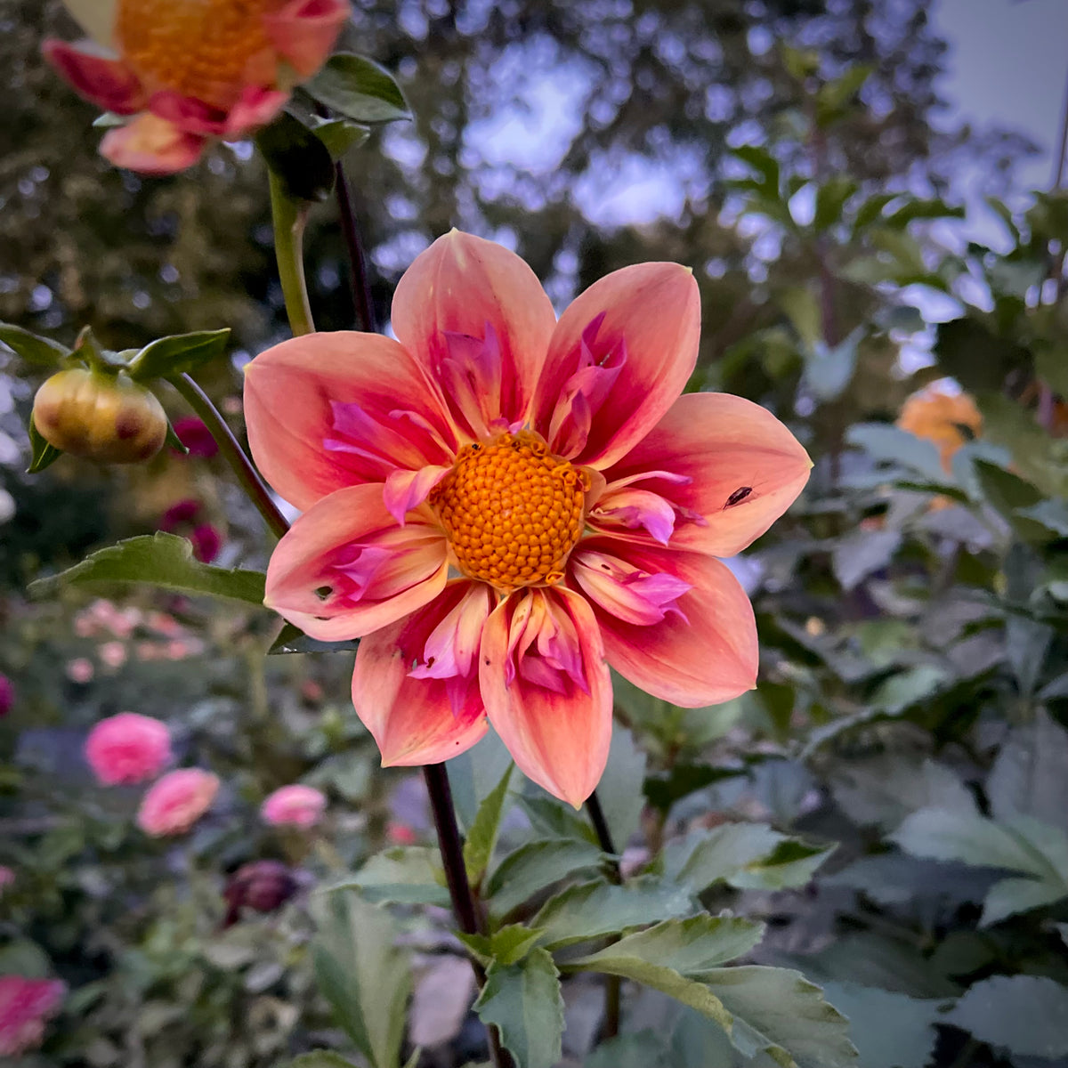 Dahlia 'Orange Hype' - Collarette (1 cutting) – Lily's Garden Store