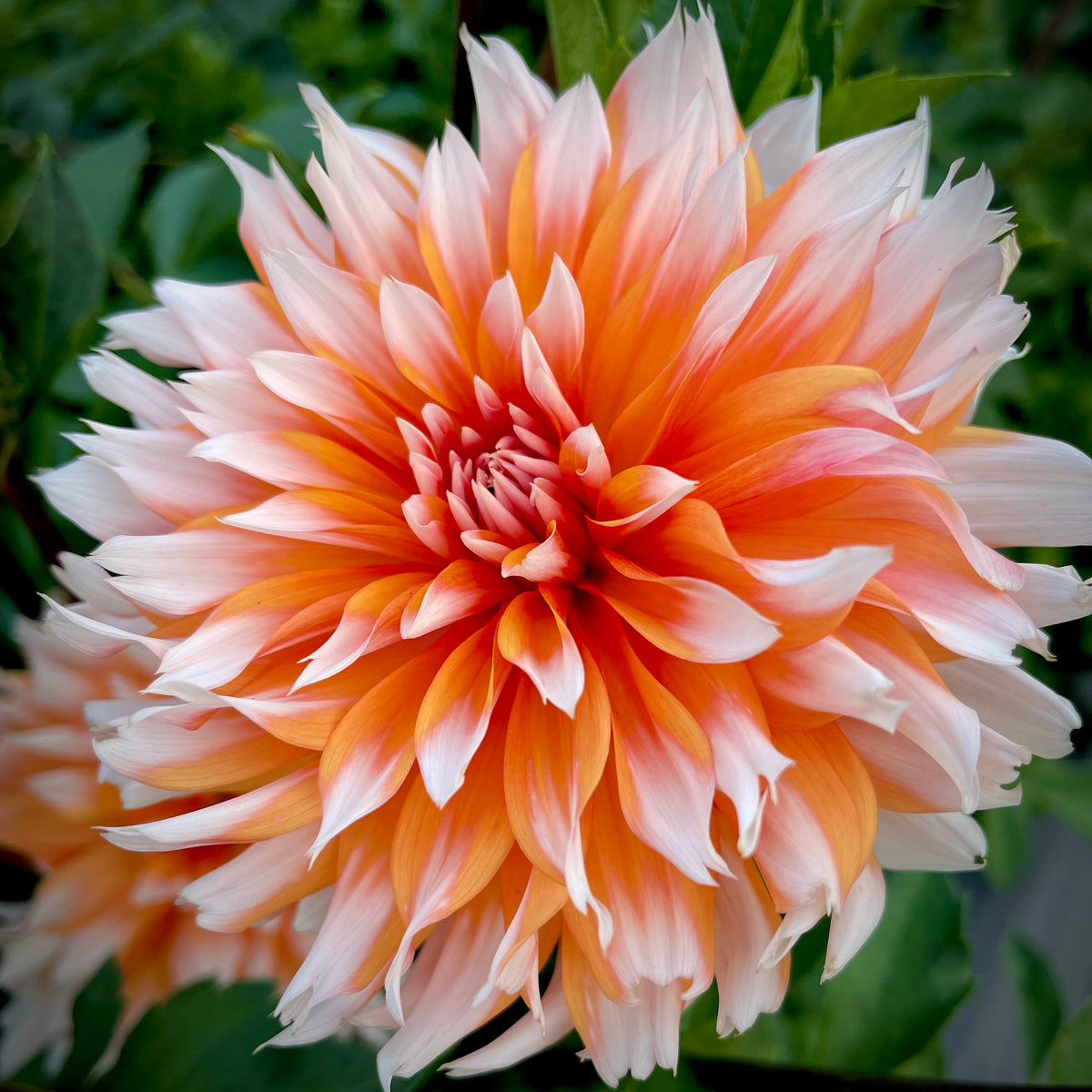 Dahlia 'Apelsini Sniega (Orange & Snow)' - Informal Decorative (1 farm ...