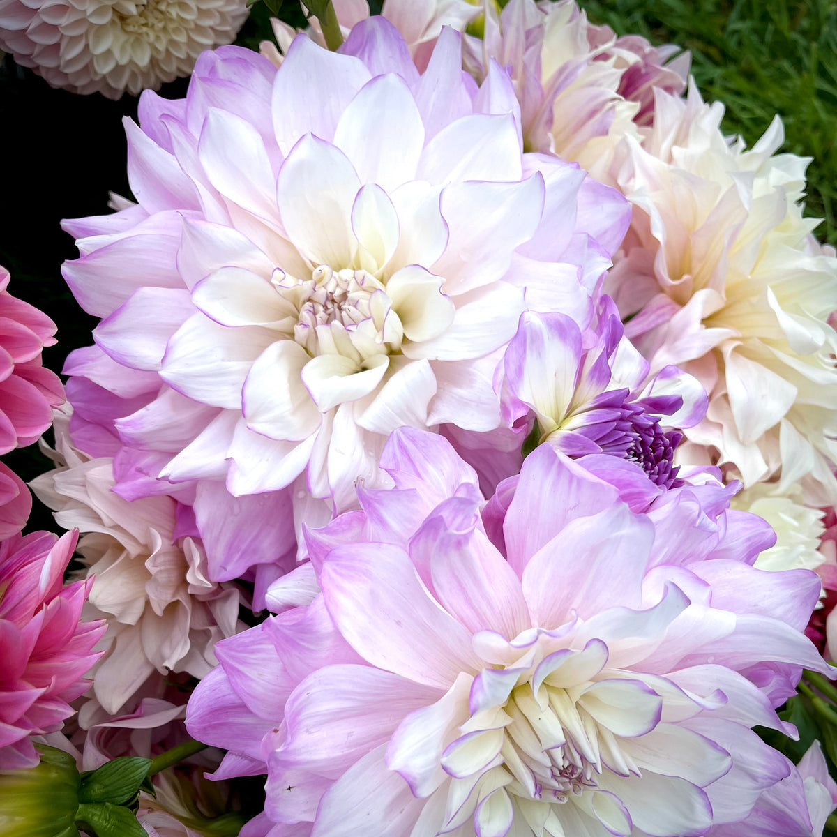 Dahlia 'Mikayla Miranda' - Informal Decorative (1 farm tuber) – Lily's ...