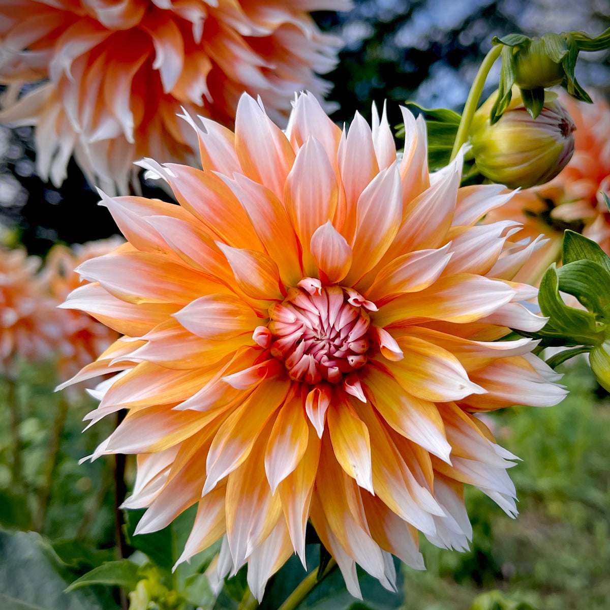 Dahlia 'Apelsini Sniega (Orange & Snow)' - Informal Decorative (1 farm ...