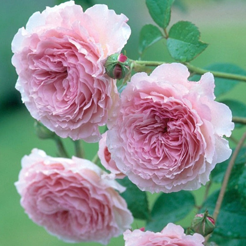 Rose DAVID AUSTIN James Galway - Climber, Fragrant, Reblooms – Lily's ...