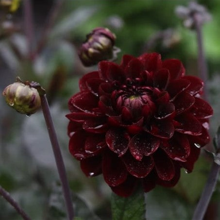 Dahlia 'Manoa' - Small Formal Decorative (1 farm tuber) – Lily's Garden ...