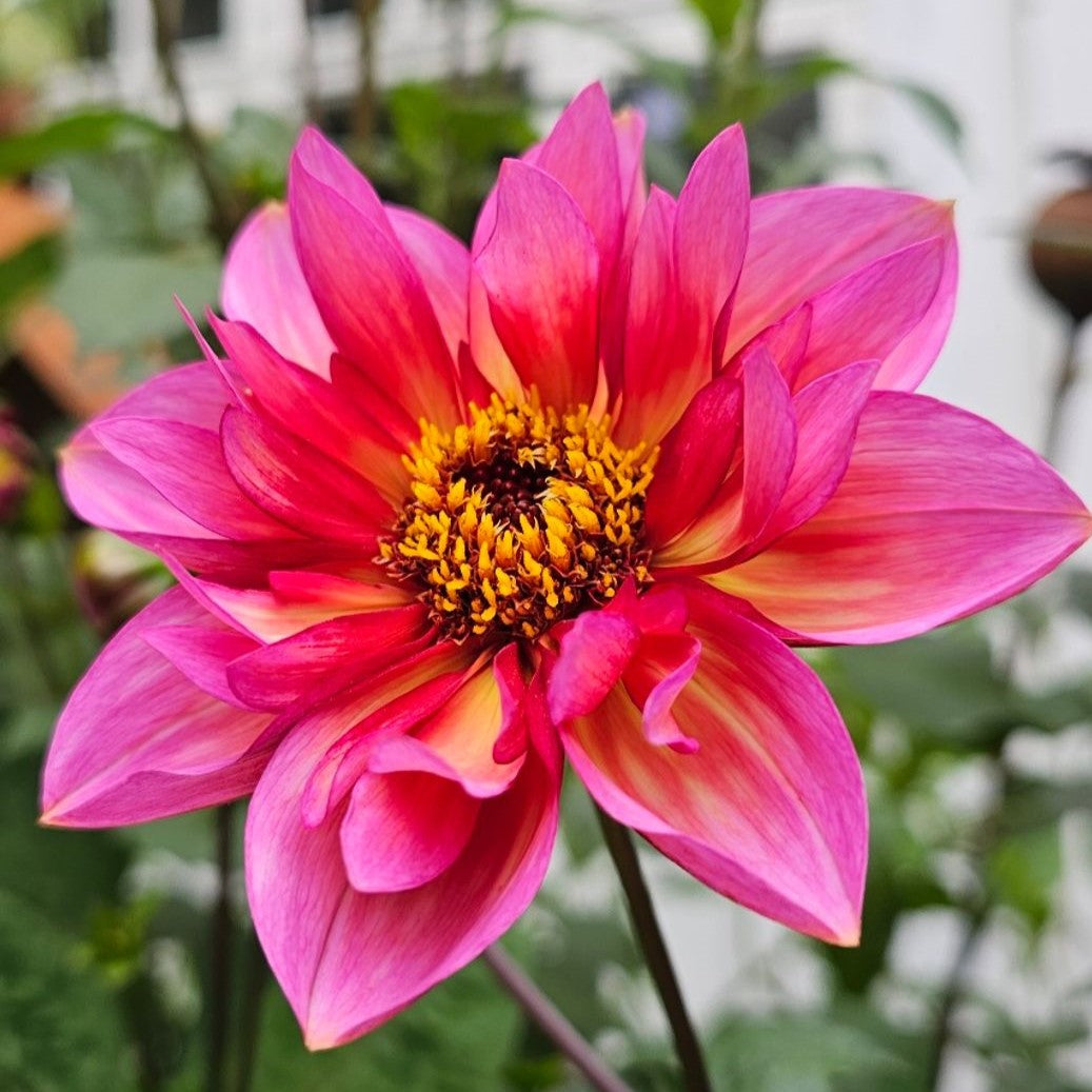 Dahlia 'Princess Nadine' - Collarette (1 farm tuber) – Lily's Garden Store