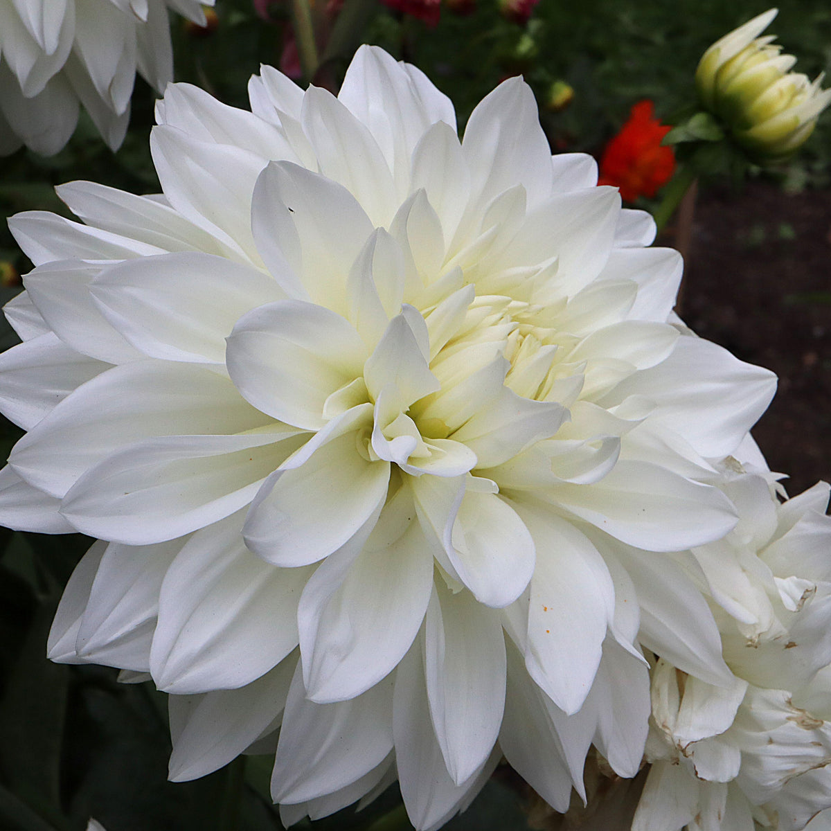 Dahlia 'Center Court' - Small Formal Decorative (1 farm tuber) – Lily's ...