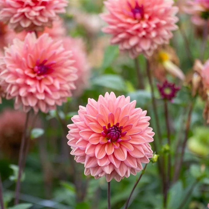 Dutch Pearl Dahlia
