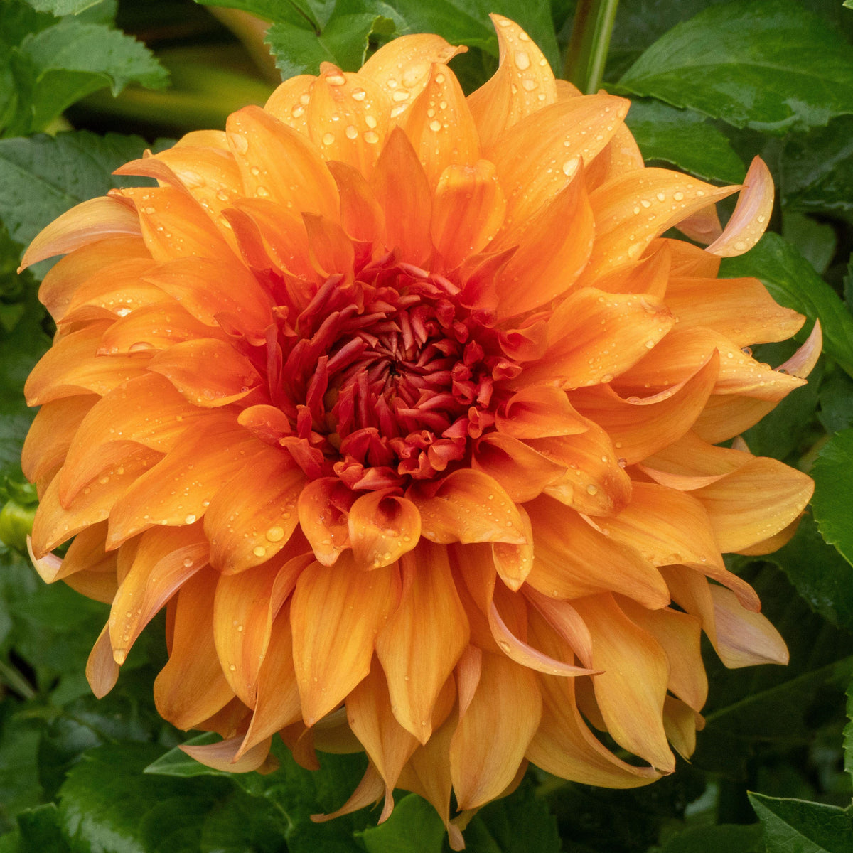 Dahlia 'Hercules' - Dinnerplate Informal (1 farm tuber) – Lily's Garden ...
