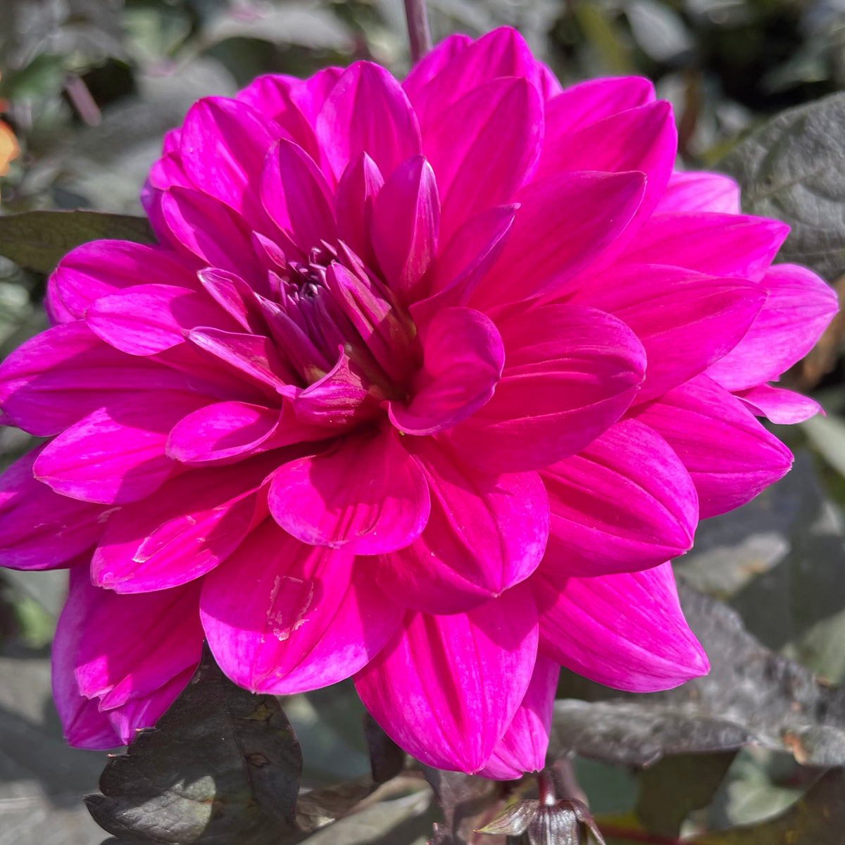 Dahlia 'Jennifer Mary Ellen' - Formal Decorative (1 imported tuber ...