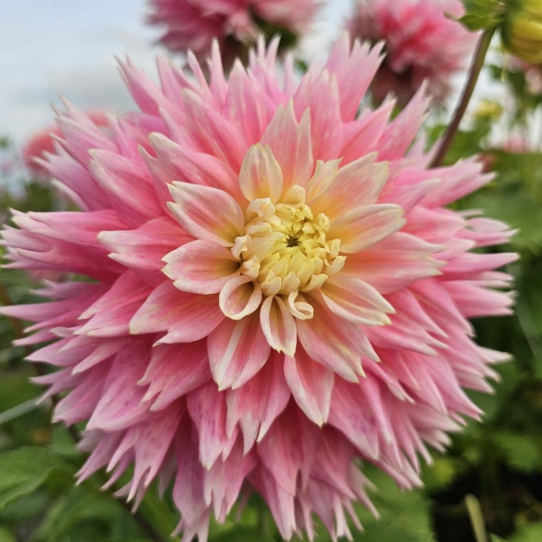 Dahlia 'Just Married' - Laciniated Fringed (1 farm tuber) – Lily's ...