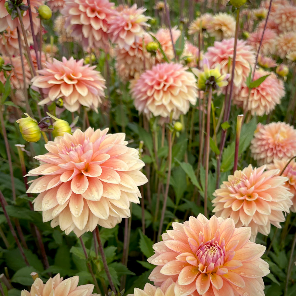 Dahlia 'Kick Off' - Formal Decorative (1 imported tuber) – Lily's ...