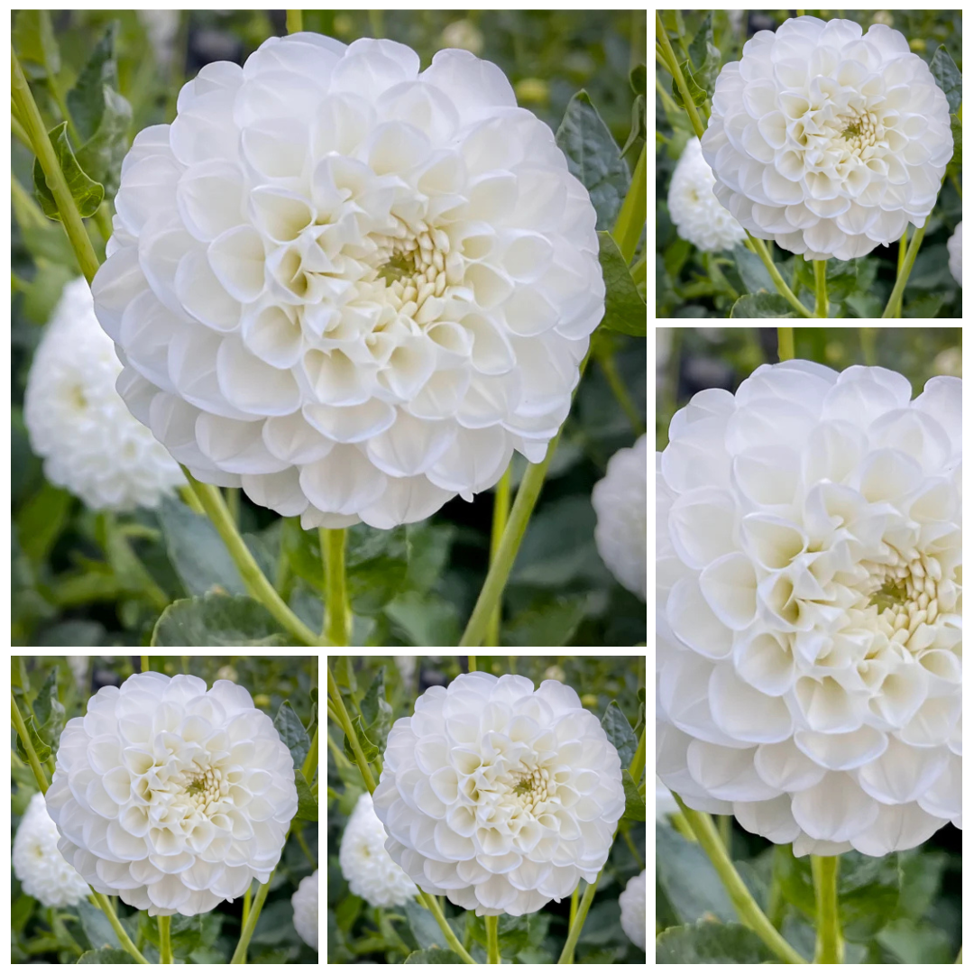 5-pack Dahlia 'Orsett Beauty' - Ball (5 farm tubers) – Lily's Garden Store