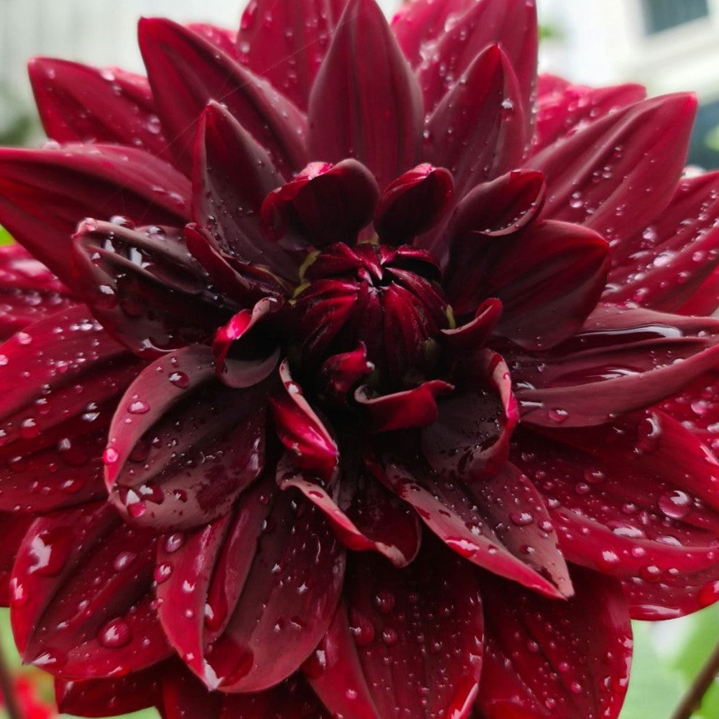 Dahlia 'Sam Hopkins' - Small Informal Decorative (1 farm tuber) – Lily ...