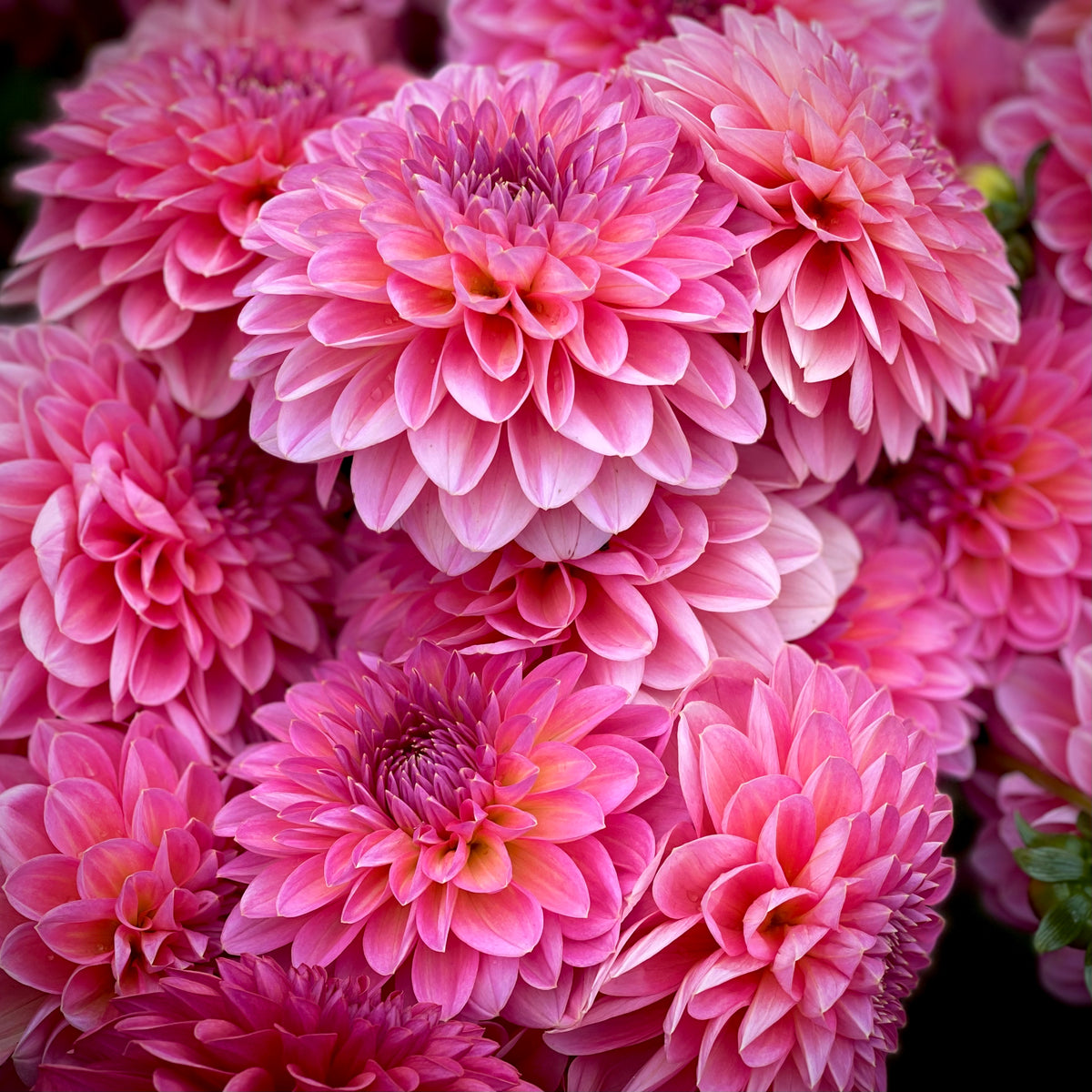 Dahlia 'Pink Runner' - Small Formal Decorative (1 farm tuber) – Lily's ...
