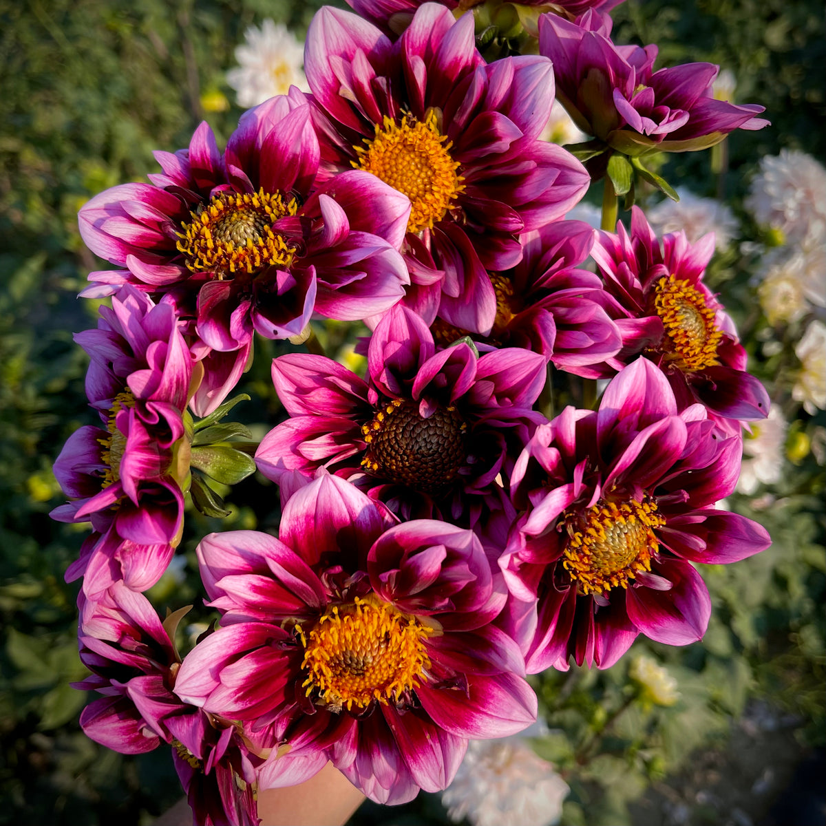 Dahlia 'Liquid Desire' - Collarette (1 cutting) – Lily's Garden Store