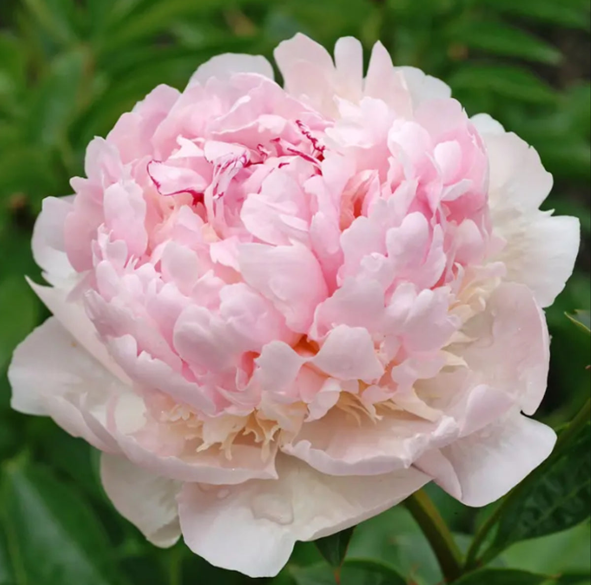 Peony 'Angel Cheeks’ | Award-winning soft pink | Mid-Late Season – Lily ...