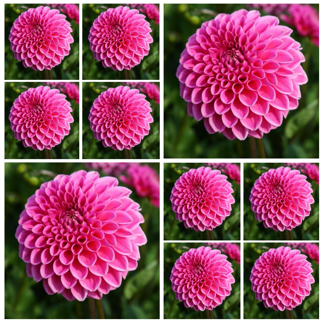 10-pack Dahlia 'Pink Sylvia aka Sandra' - Small Formal Decorative (10 ...