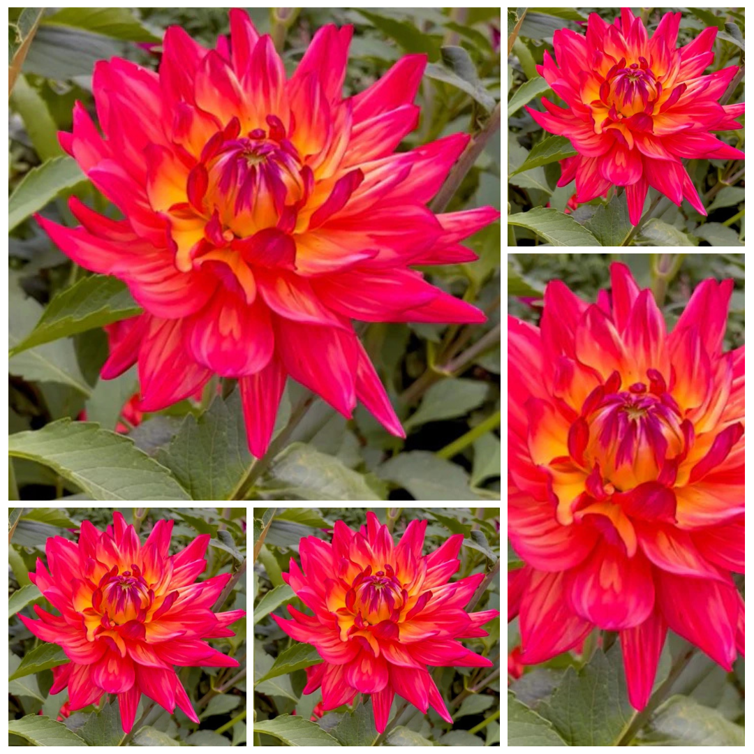 5-pack Dahlia 'Rainbow Silence' - Cactus (5 farm tubers) – Lily's Garden Store