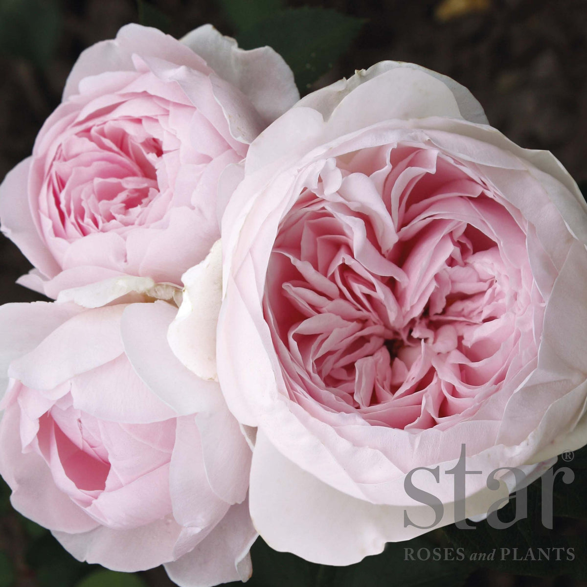 Rose Parfuma Earth Angel (Bareroot) - Peony Shaped Blooms, Fragrant ...
