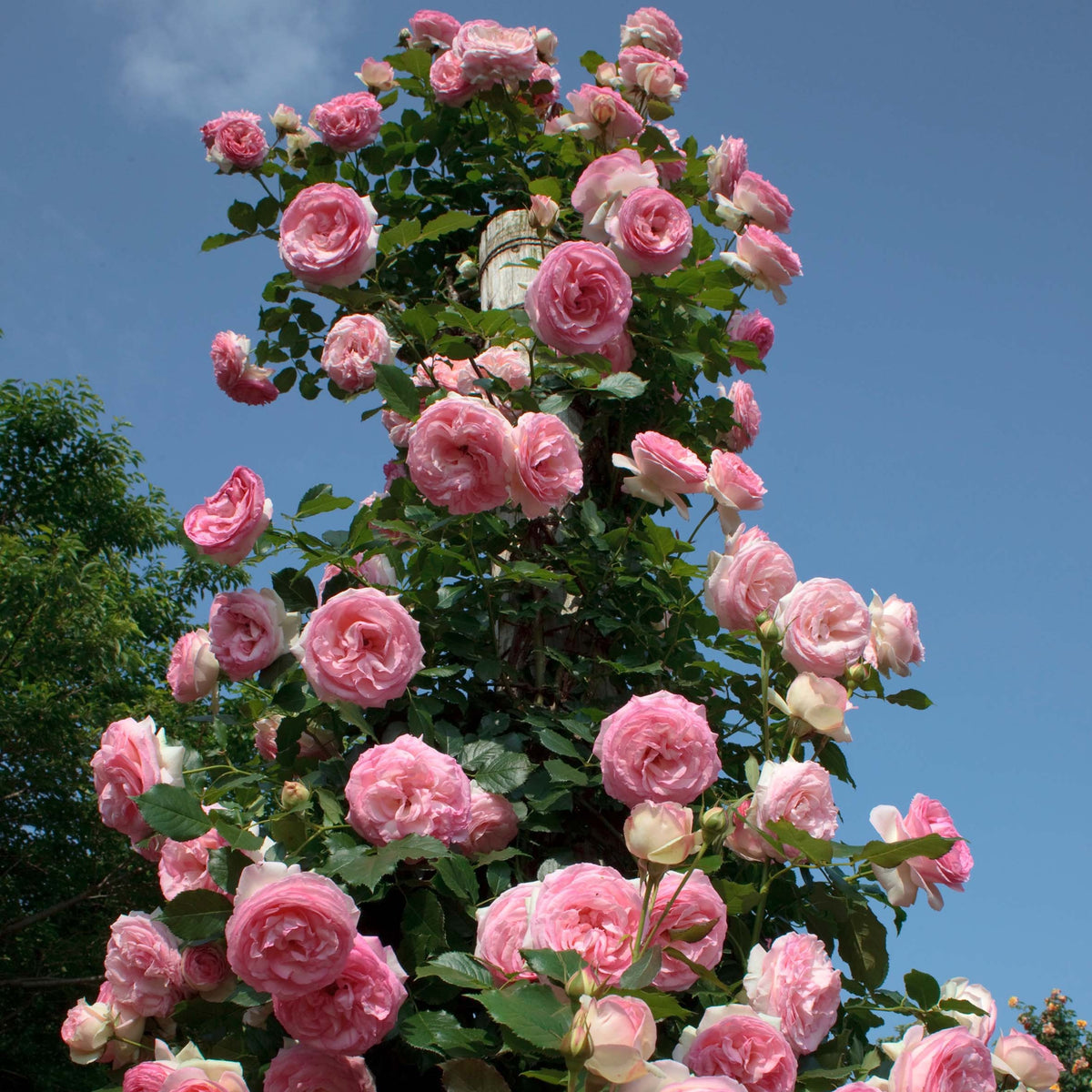 Rose Eden Climber (Bareroot) - Re-Blooming, Abundant Blooms – Lily's ...