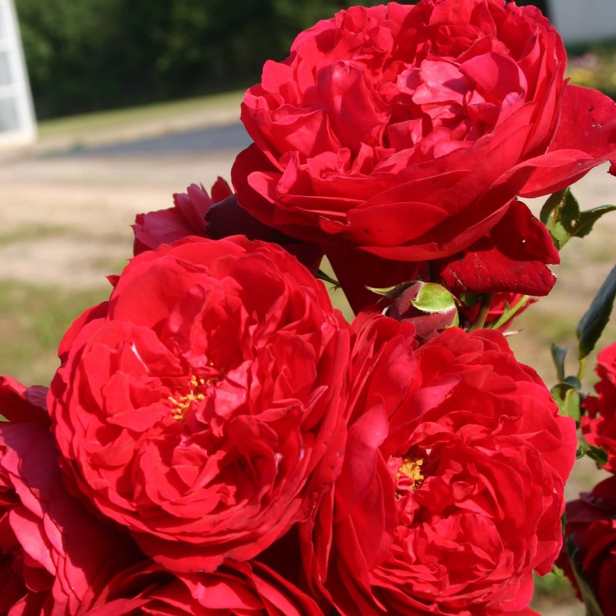 Rose Arborose Florentina (Bareroot) - Very Robust, Compact Size – Lily ...