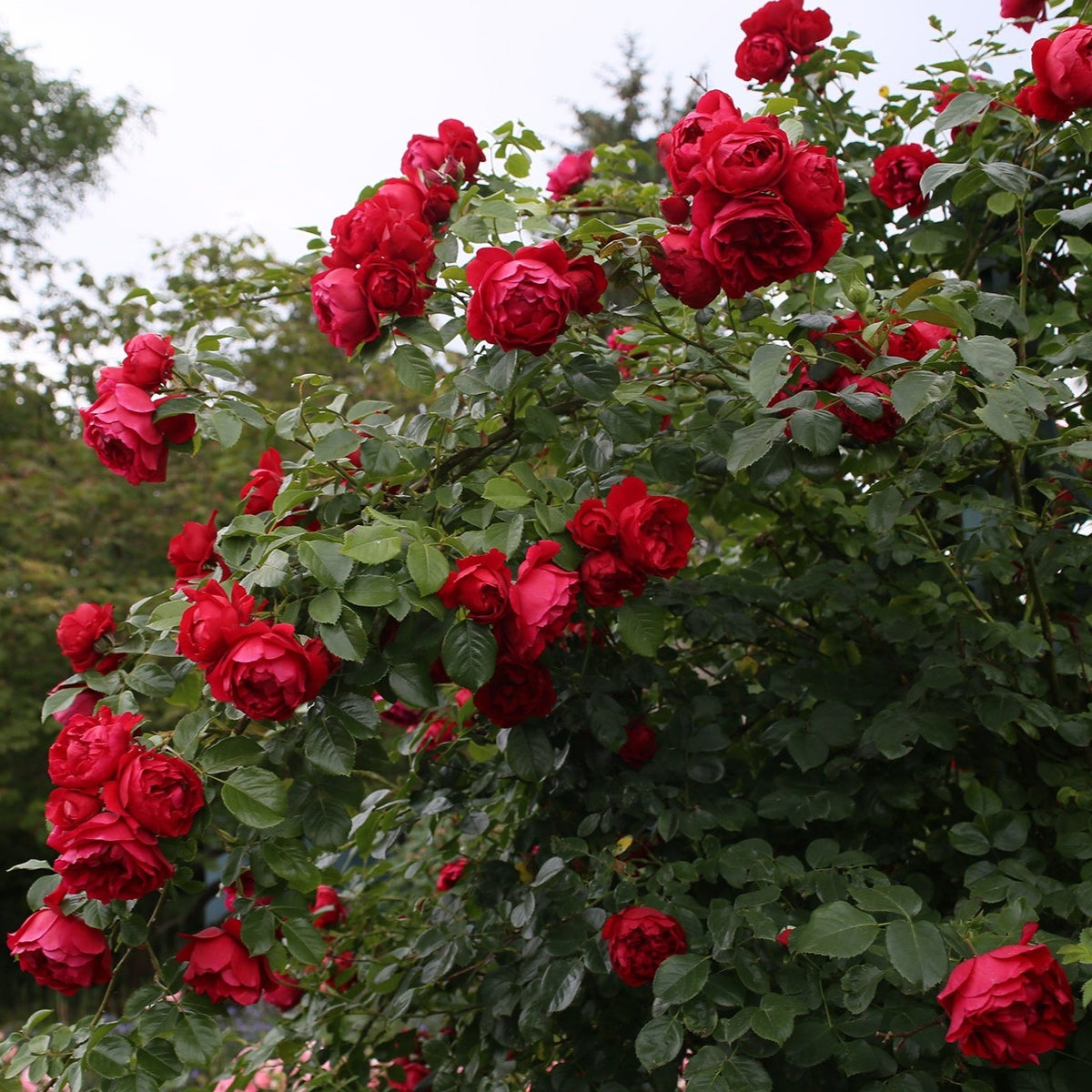 Rose Arborose Florentina (Bareroot) - Very Robust, Compact Size – Lily ...