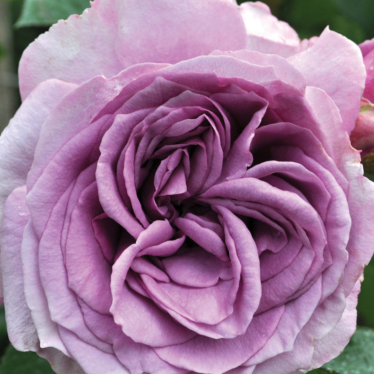 Rose Arborose Quicksilver (Bareroot) - Very Double Flowers, Lavender F ...