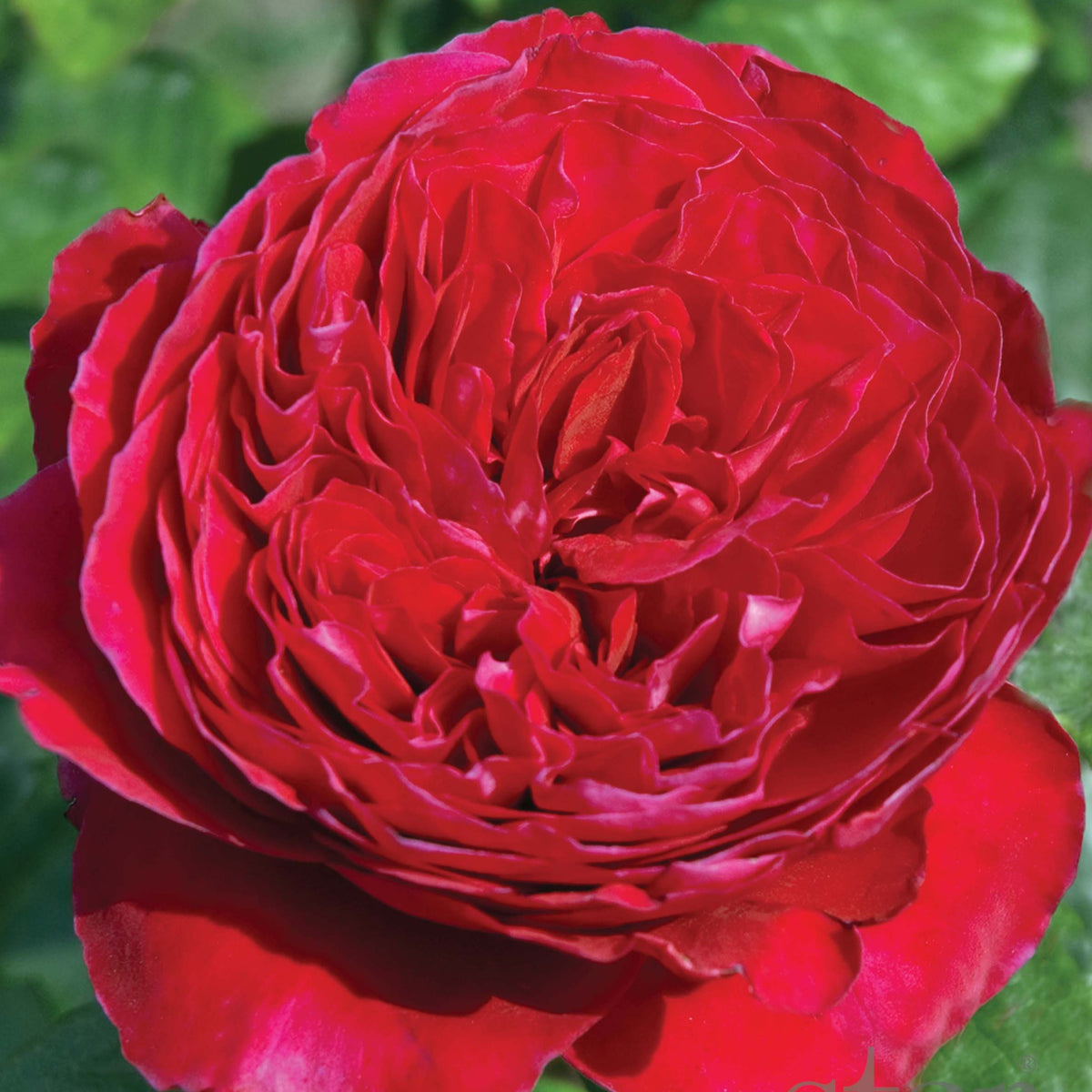 Rose Rouge Royale (Bareroot) - Strong Citrus and Berry Fragrance, Old ...