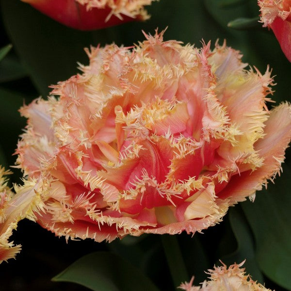 Tulip 'Brisbane’ (Mid-Late Spring) - 10 bulbs – Lily's Garden Store
