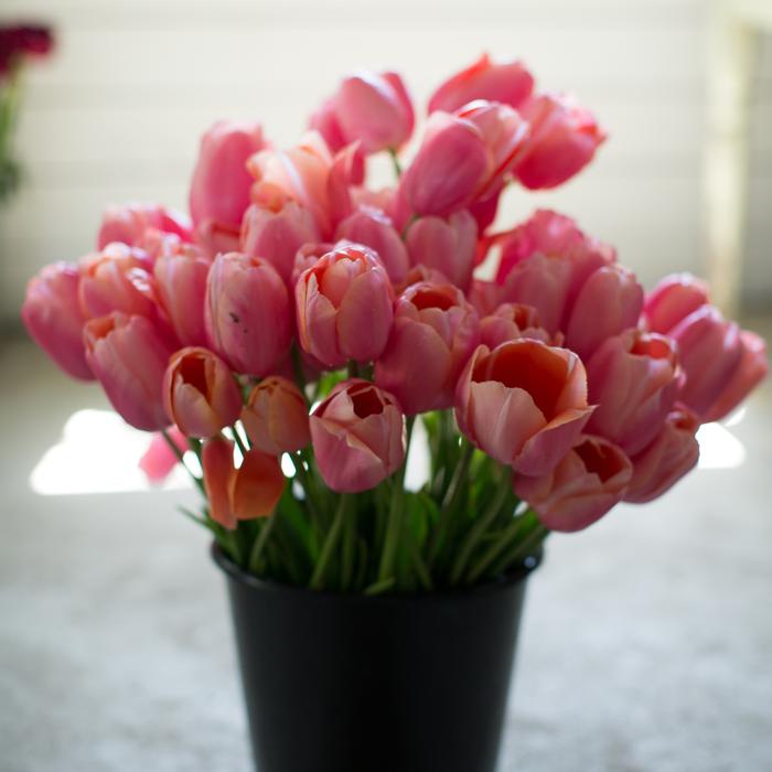 Tulip ‘Menton’ (Late Spring) - 10 bulb – Lily's Garden Store