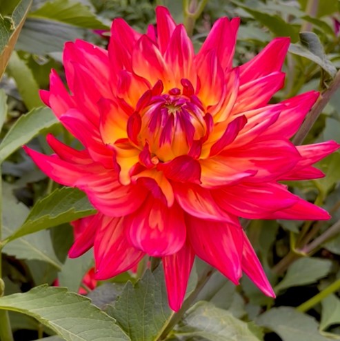 Dahlia 'Rainbow Silence' - Cactus (1 farm tuber) – Lily's Garden Store