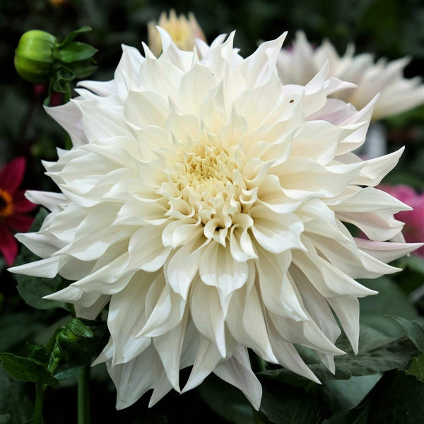Dahlia 'White Perfection' - Dinnerplate Formal Decorative (1 tuber ...