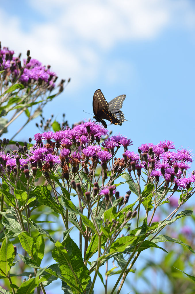 Ontario Native / Pollinator Seeds - Custom Mix for David Suzuki Founda ...