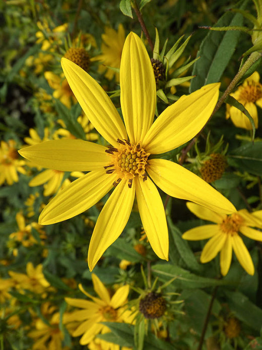 Ontario Native / Pollinator Seeds - Custom Mix for David Suzuki Founda ...