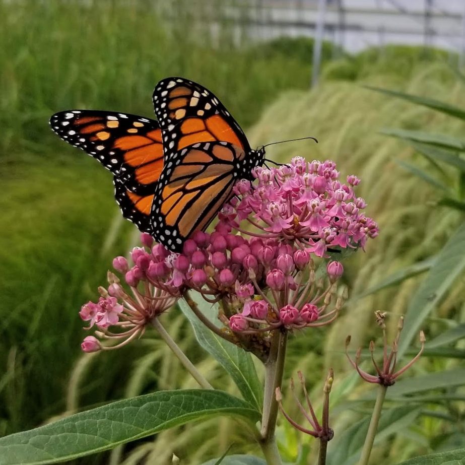 Ontario Native / Pollinator Seeds - Custom Mix for David Suzuki Founda ...
