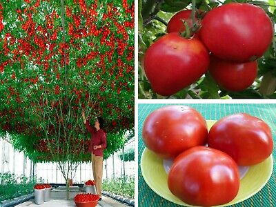 Tomato 'Giant Italian Tree' Heirloom (20 seeds) – Lily's Garden Store