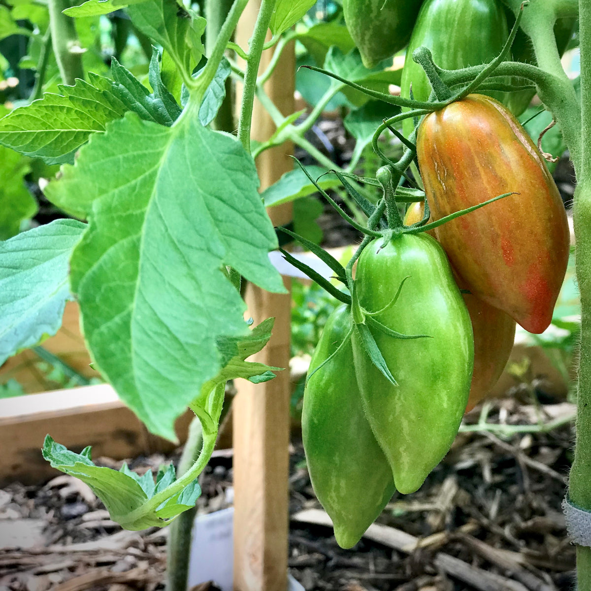 Tomato 'Prairie Fire' Heirloom (10 seeds) – Lily's Garden Store