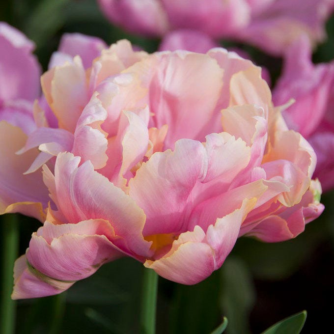 Tulip ‘Pink Star’ (Late Spring) - 10 bulbs – Lily's Garden Store